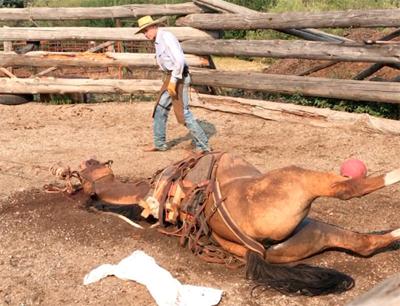 Hearings on Stearns' animals is continued | Cops & Courts ...