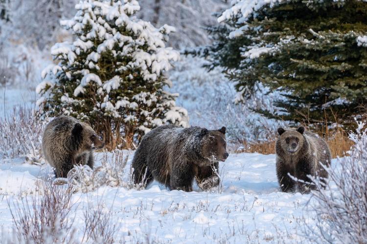 GALLERY: The Life of Grizzly 399 | Multimedia | jhnewsandguide.com