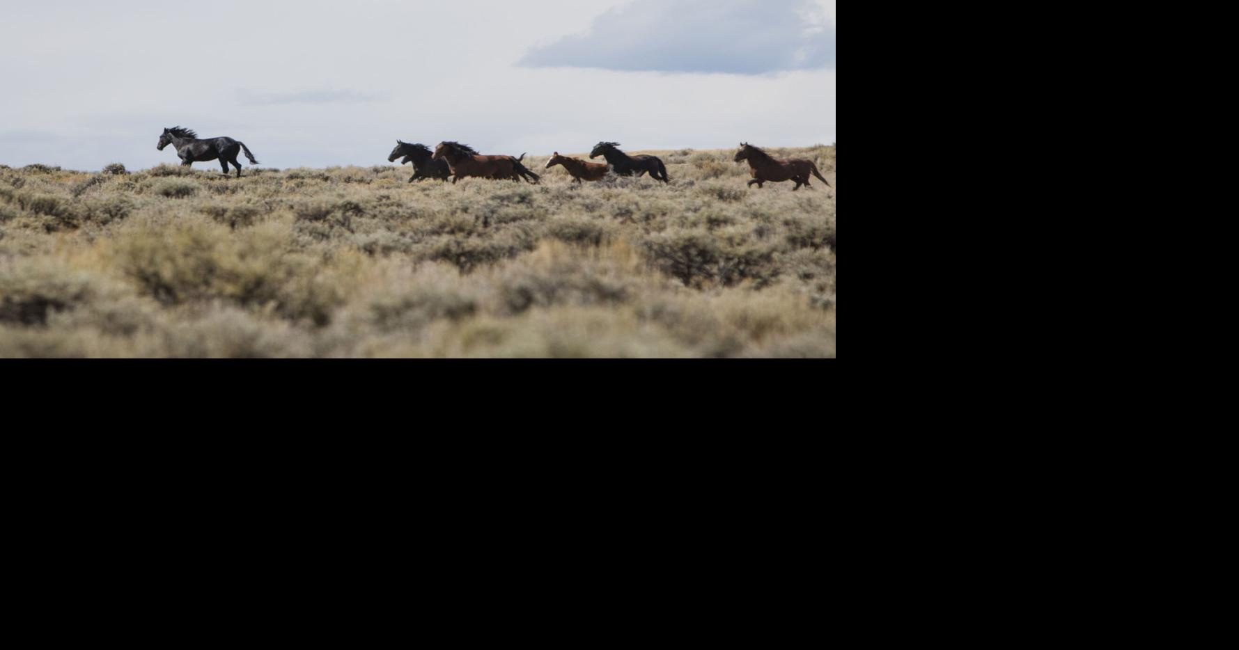 Resolution calls for gathering, slaughter of wild horses for meat ...