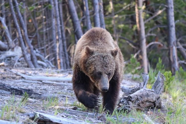 Grizzly suspected in Yellowstone hiker mauling, though bear's identity ...
