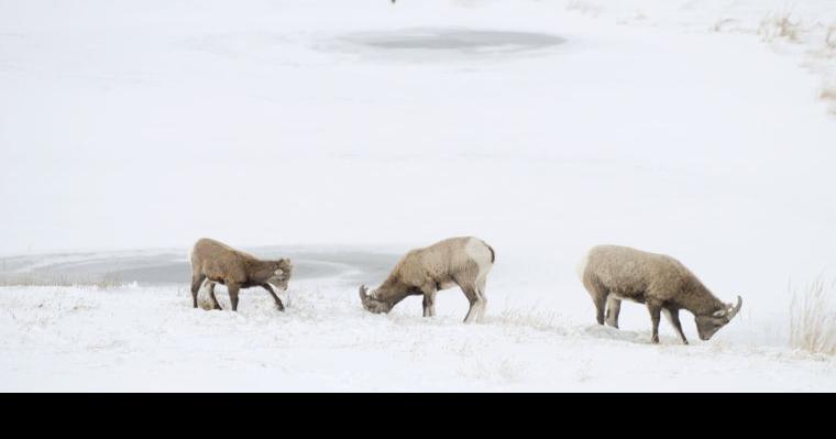 More bighorn sheep live in vulnerable Teton herd, DNA from scat shows ...