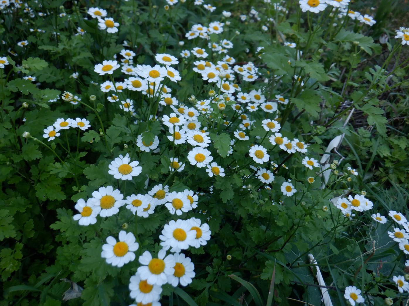 feverfew flower