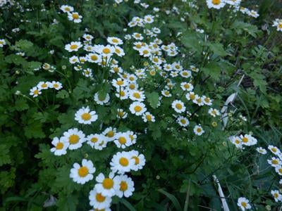 feverfew leaves turning yellow
