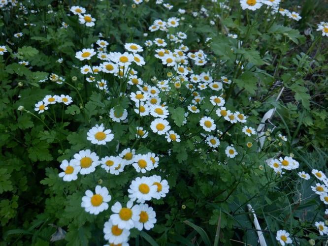 Feverfew can go wild, in a good way | Columnists | jhnewsandguide.com