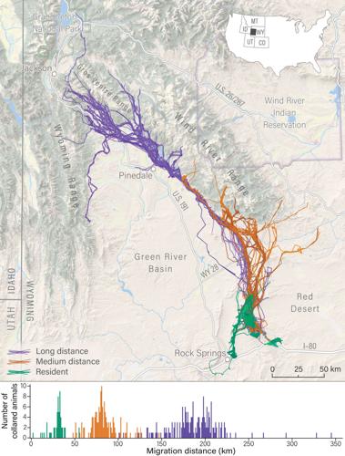 Migration makes Hoback mule deer the fattest, most fertile of 20,000 ...