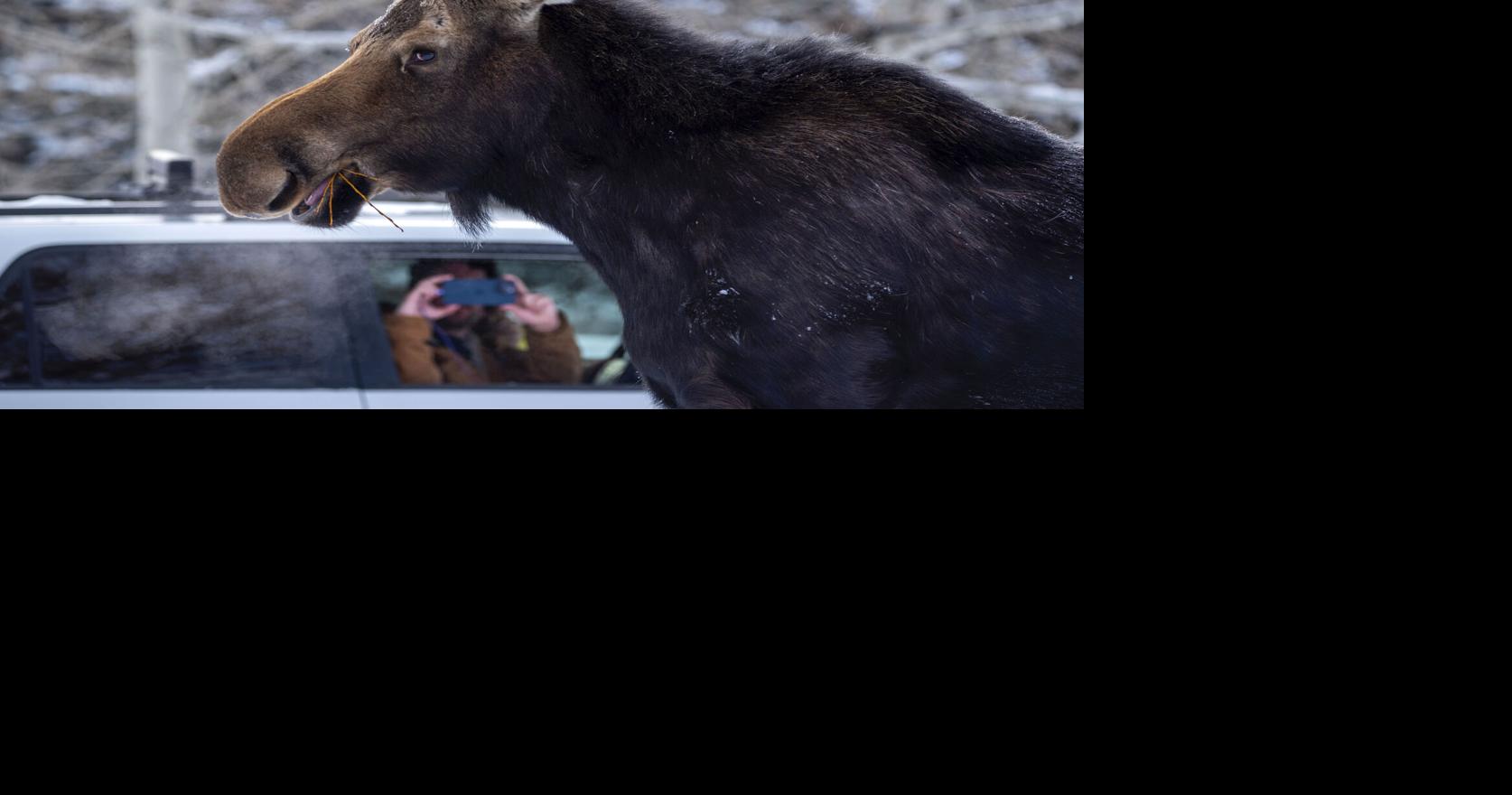 Moose on the loose in downtown Jackson | The Hole Scroll ...