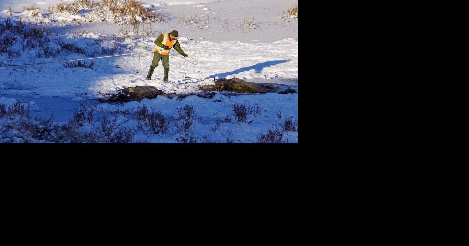 7 drowned Yellowstone bison winched and hauled away | Environmental ...