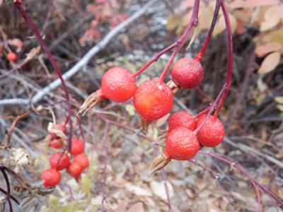 Harvest rose hips now for sweetness | Gardening | jhnewsandguide.com