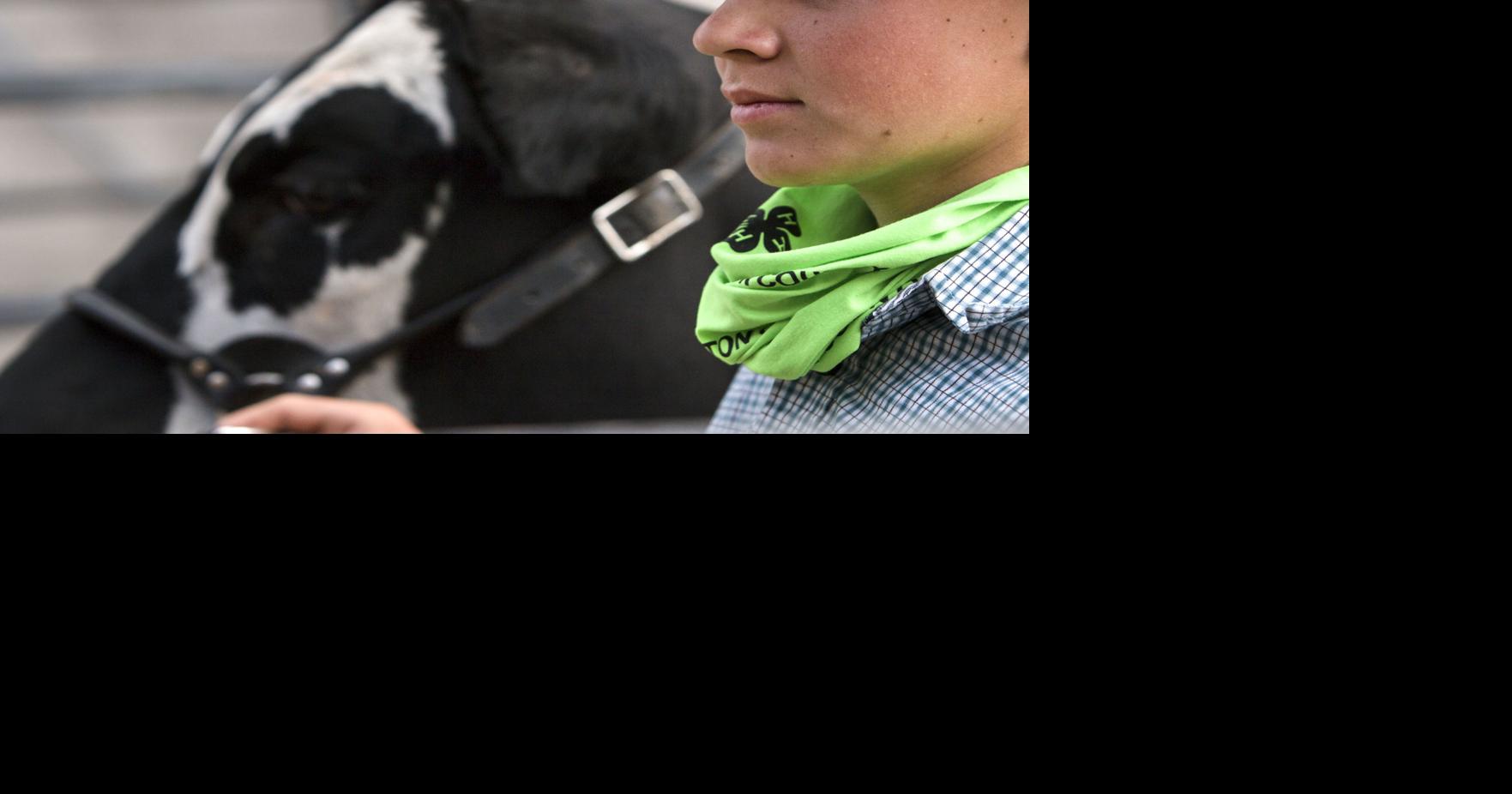 4-H Livestock Auction returns to County Fair today | Local ...