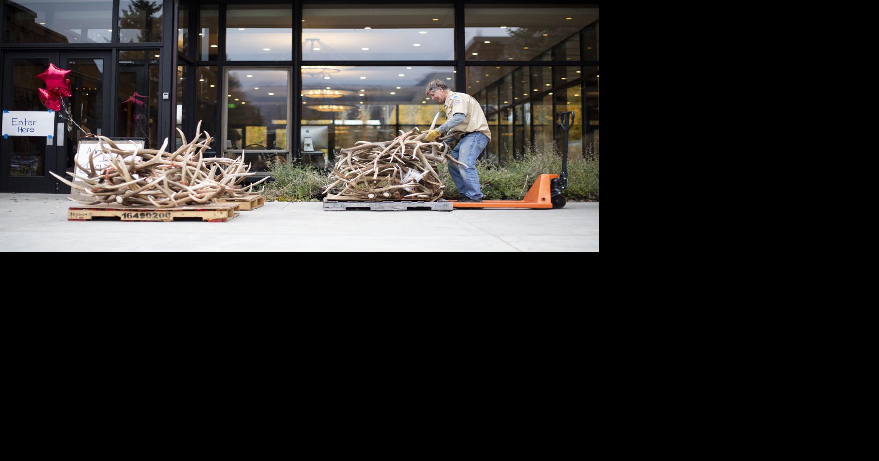 Fallen antlers score big bucks for National Elk Refuge and scouts ...