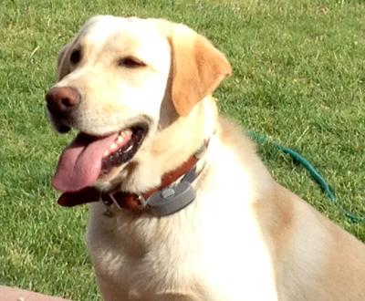 Missing: One dog. Reward. Oh, boy, what a reward | News ...