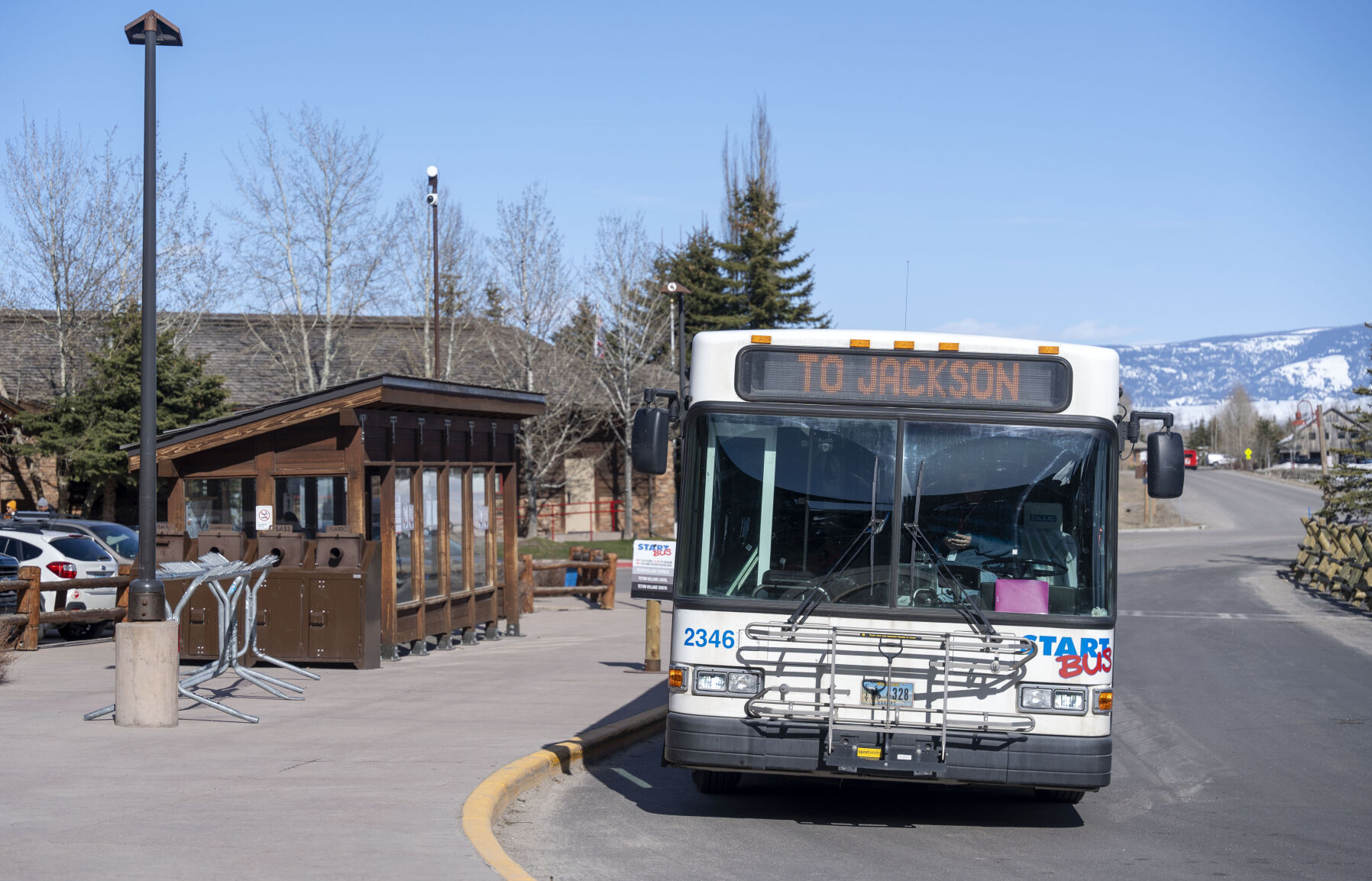 Moose mowed down by bus, again | Environmental | jhnewsandguide.com