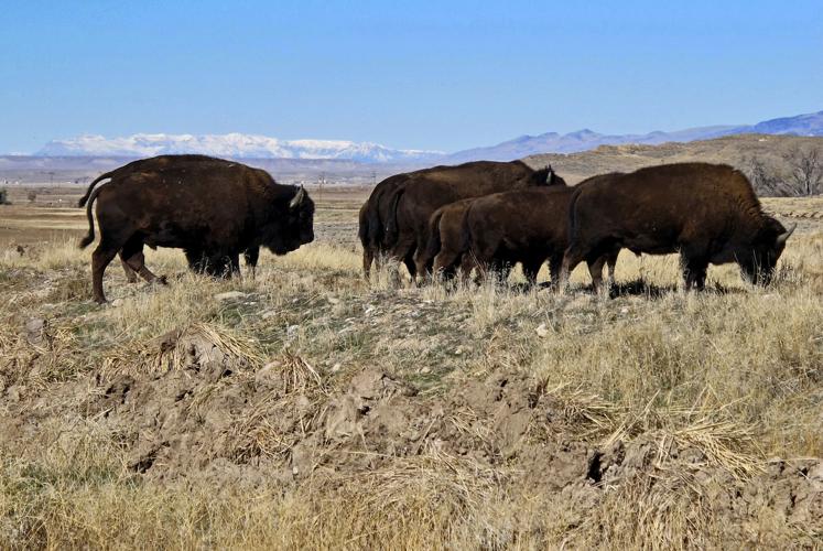 Jason Baldes wins National Geographic Wayfinder Award for buffalo ...