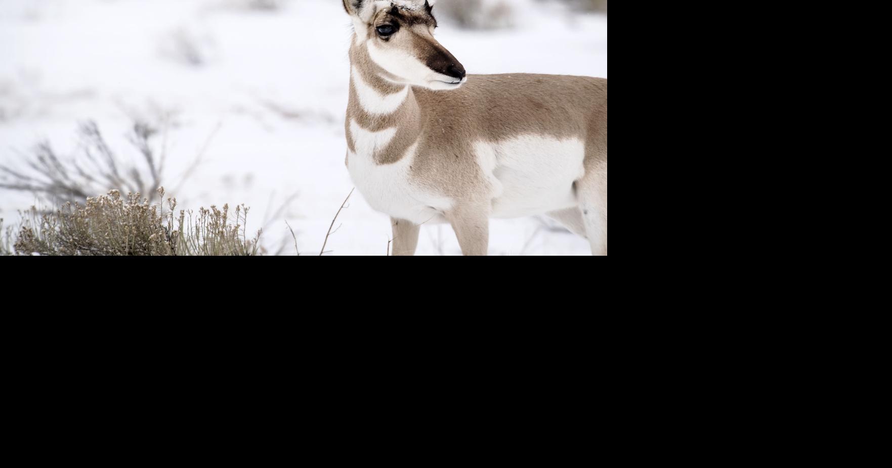 Pronghorn migration is late but successful | Environmental ...