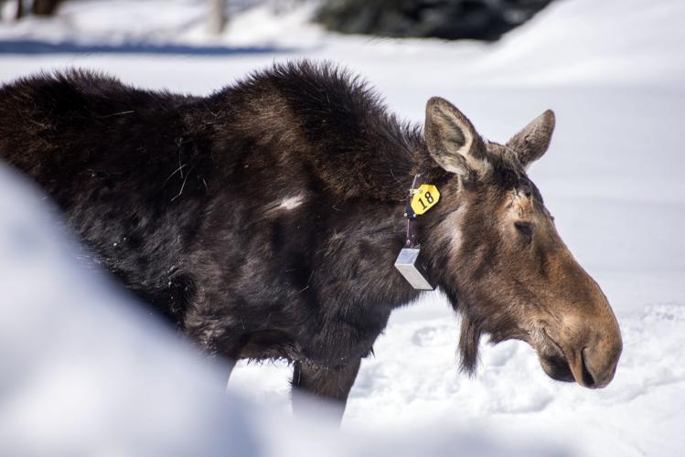 Tracking moose to save them | Environmental | jhnewsandguide.com