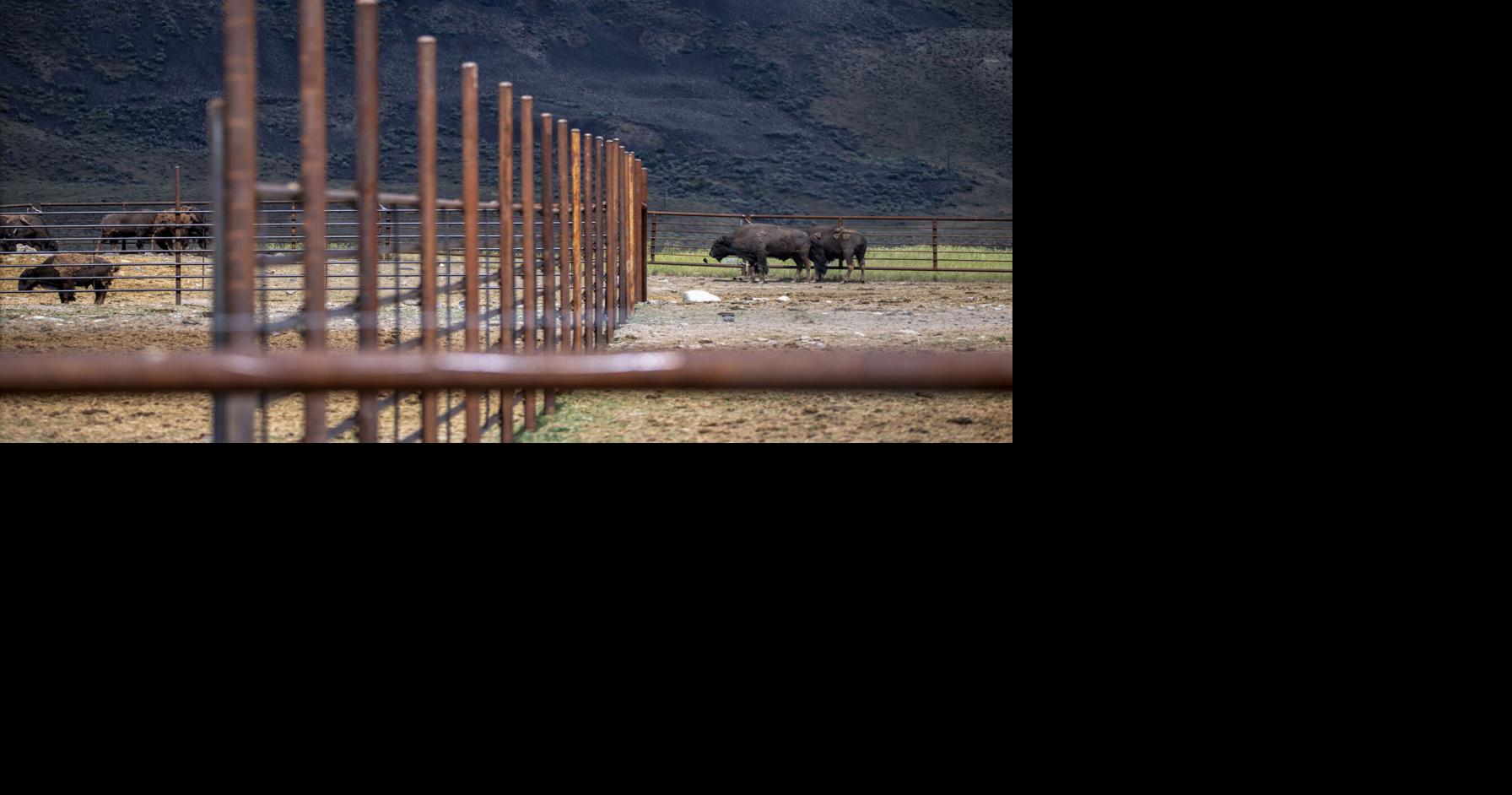 Yellowstone signs new plan for bison management. Lawsuit threats fly ...