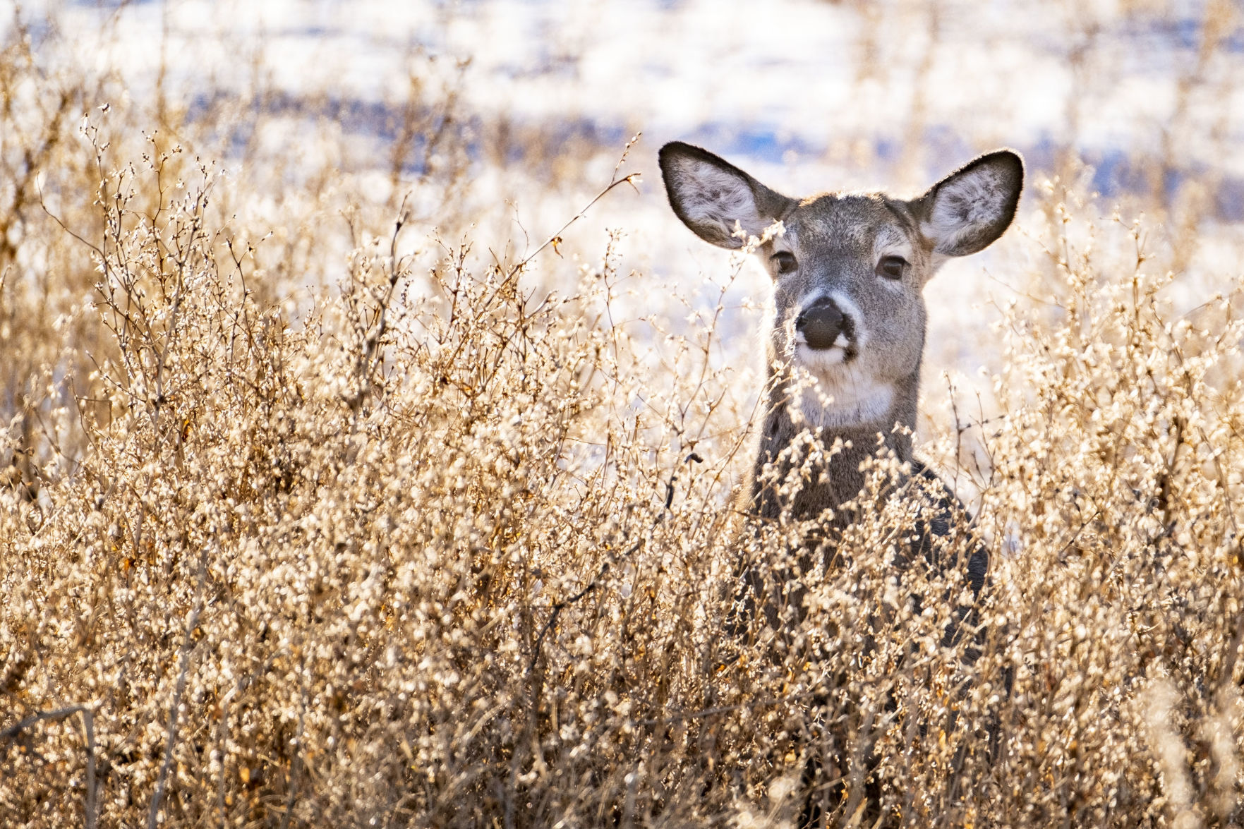 Chronic wasting disease detected in Wilson deer | Local ...