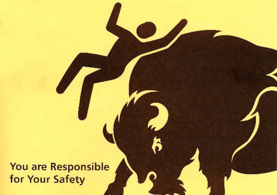 Yellowstone's first bison goring in '21 | Local | jhnewsandguide.com