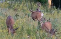 Wyoming Range mule deer see second year of fat deer, big fawns ...