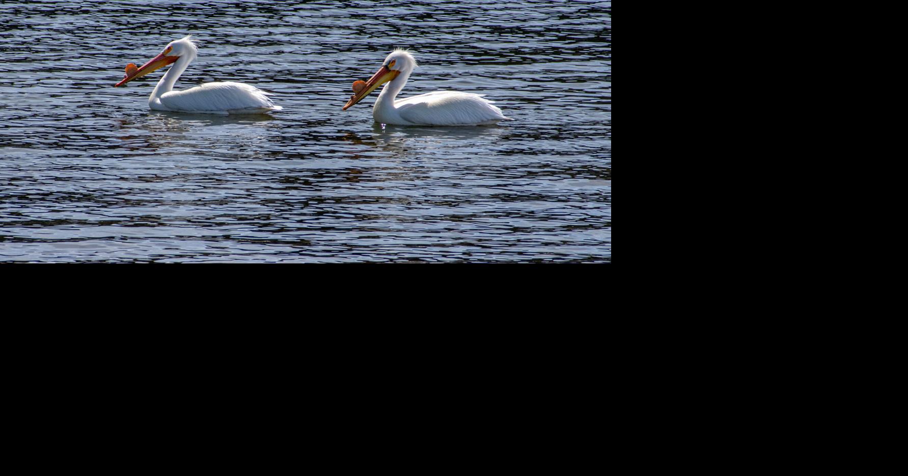 Field Notes: Spotted frog eggs, snow fleas and white pelicans ...