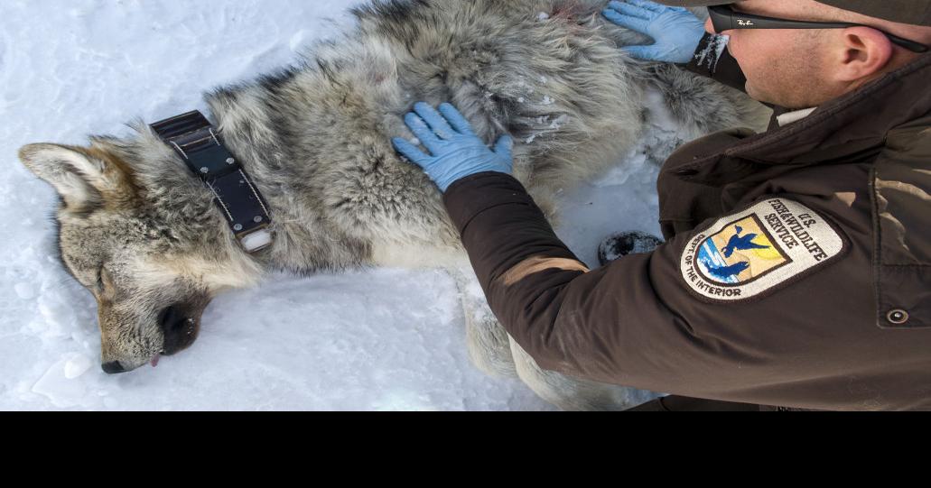 It’s wolf open season just south of Wilson | Environmental ...