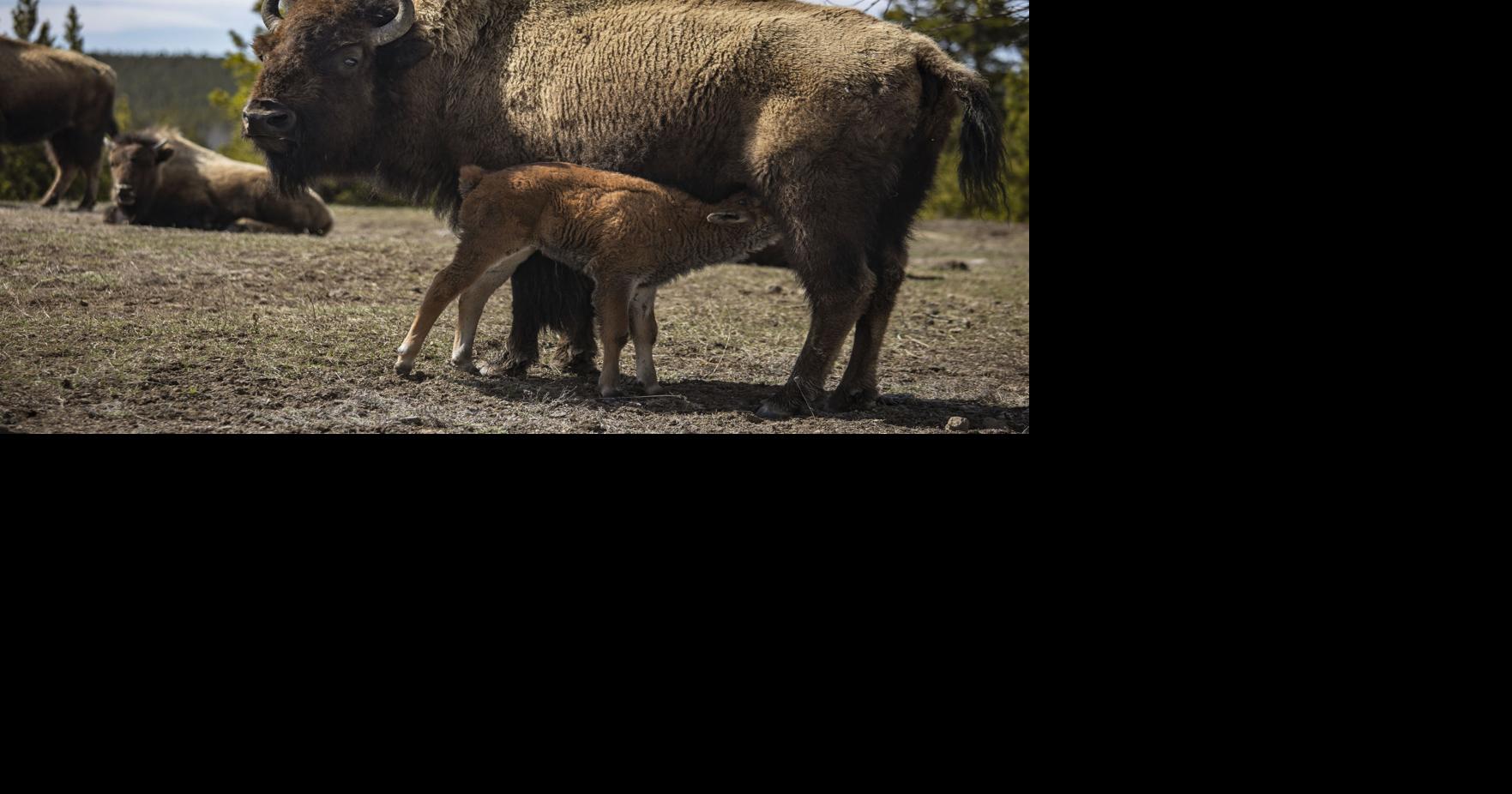 Feds: Yellowstone bison ‘may’ warrant Endangered Species Act protection ...
