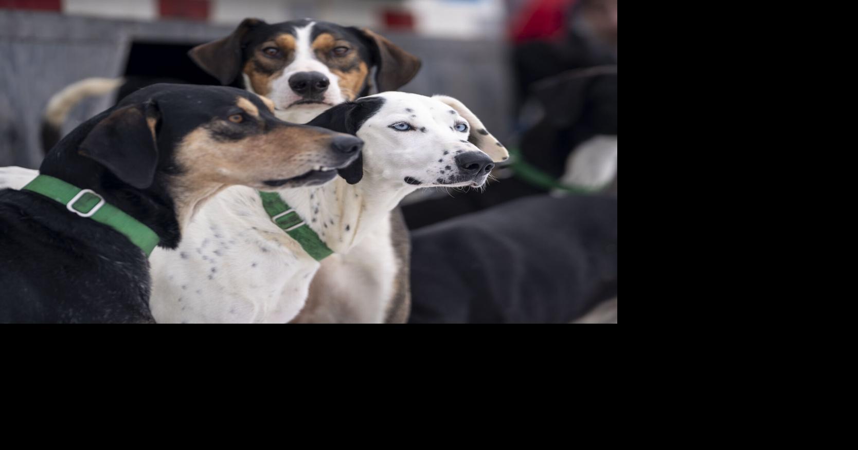Dog days: Teams of dogs gather for the Pedigree Stage Stop Race ...