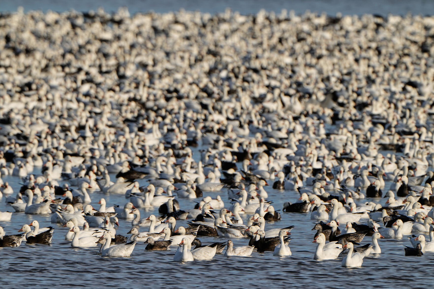 Wyoming’s Coursey leads National Wildlife Refuge System audit that’s ...