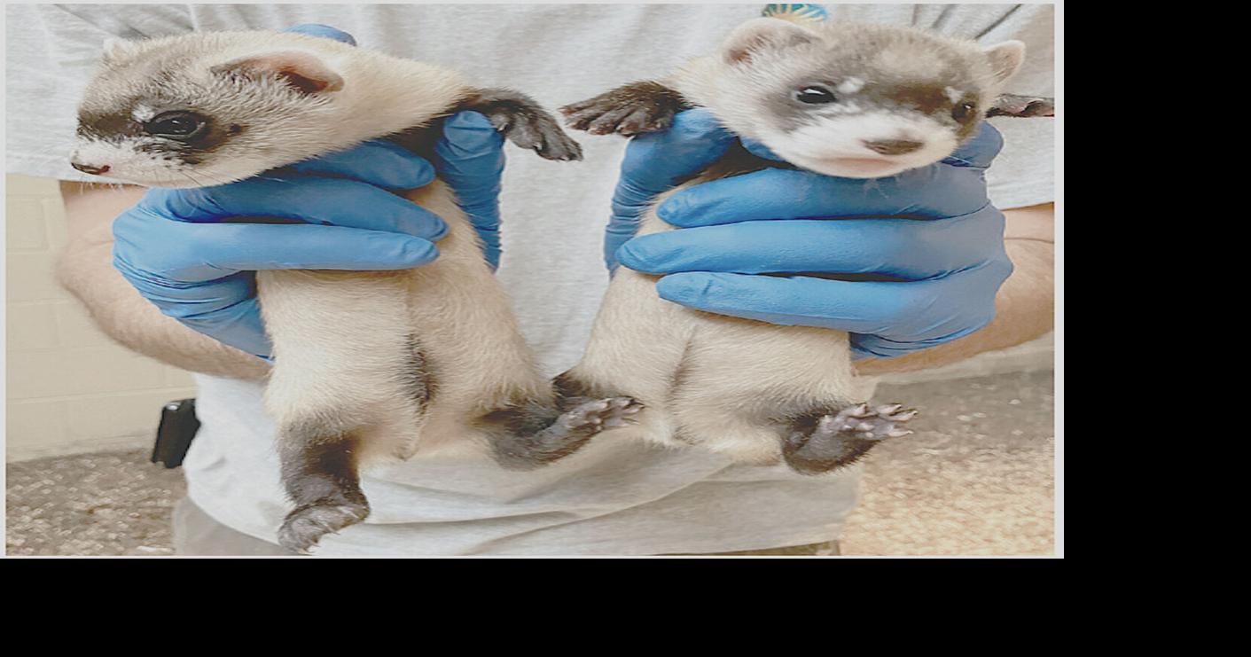 Cloning of endangered ferrets moving fast, making history | State and ...