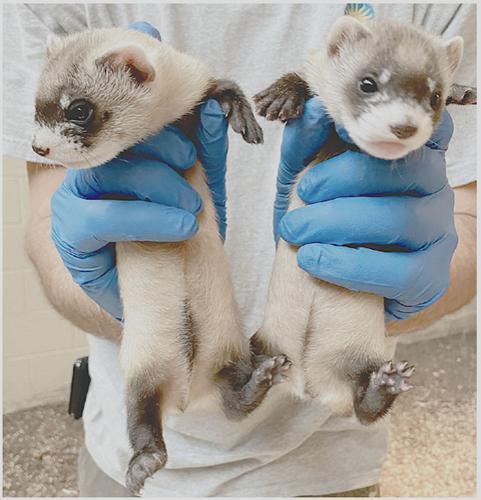 Cloning of endangered ferrets moving fast, making history | State and ...