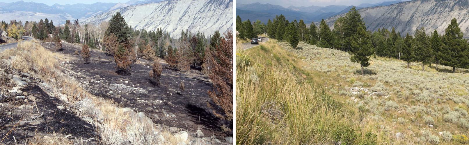 Young Yellowstone, 25 years after fires | Environmental ...