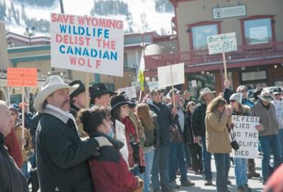 Wolf protest draws 200 to downtown Jackson | News | jhnewsandguide.com