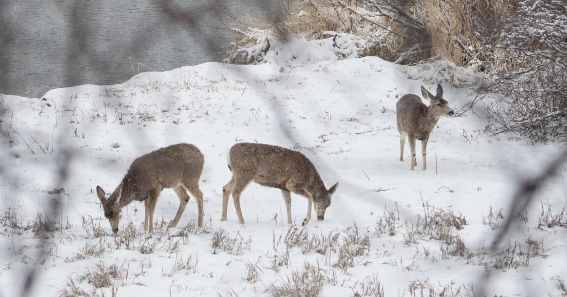 Western Wyoming’s big buck country sees slowest hunt in 30 years ...