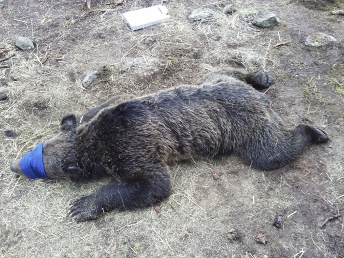 Park Service details man's death by grizzly | Environmental ...