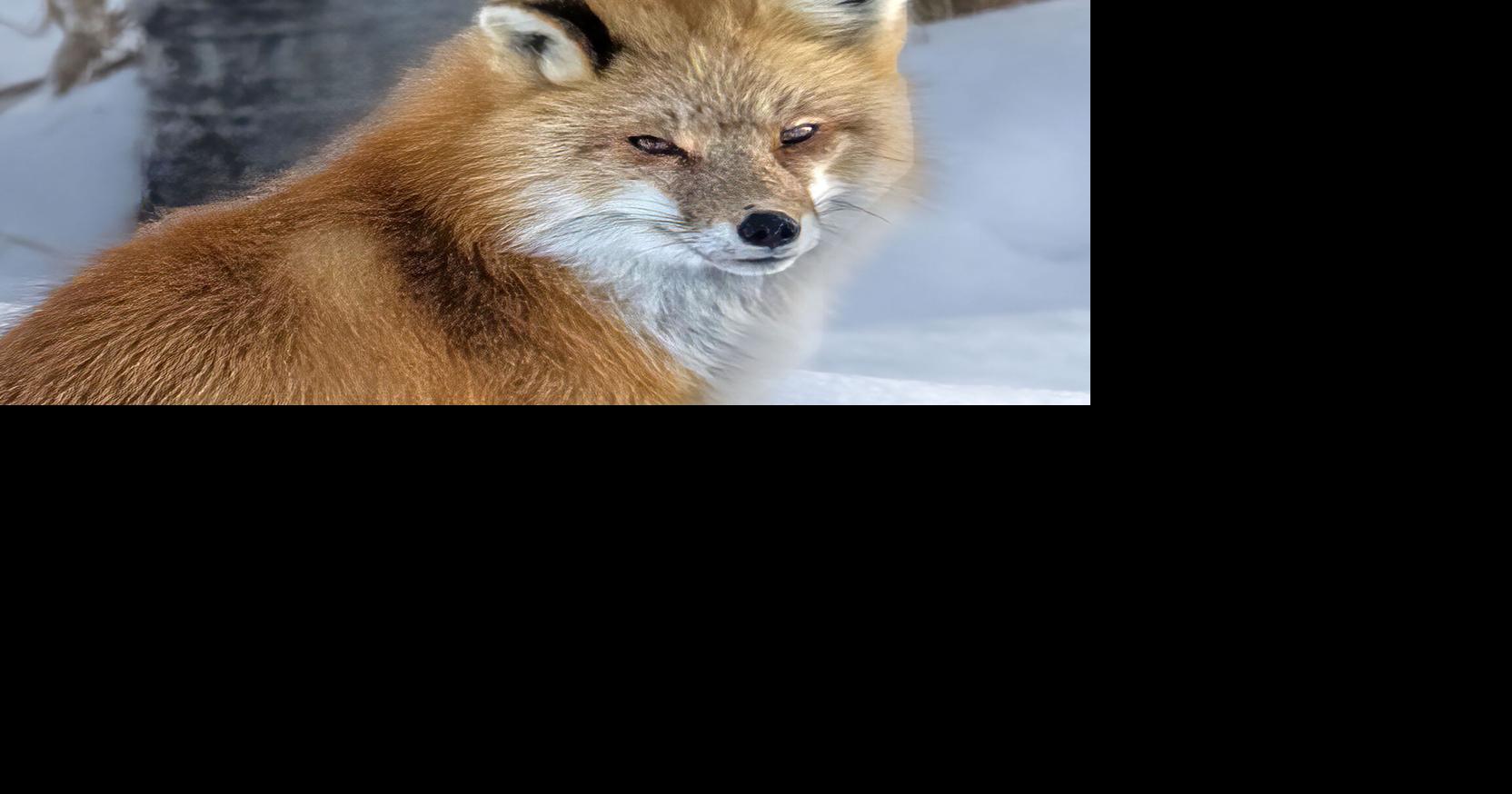 Field Notes: Enigmatic fox makes a visit down Fall Creek Road | The ...