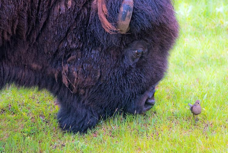 Gary Crandall will showcase two new images | Fall Arts Festival ...