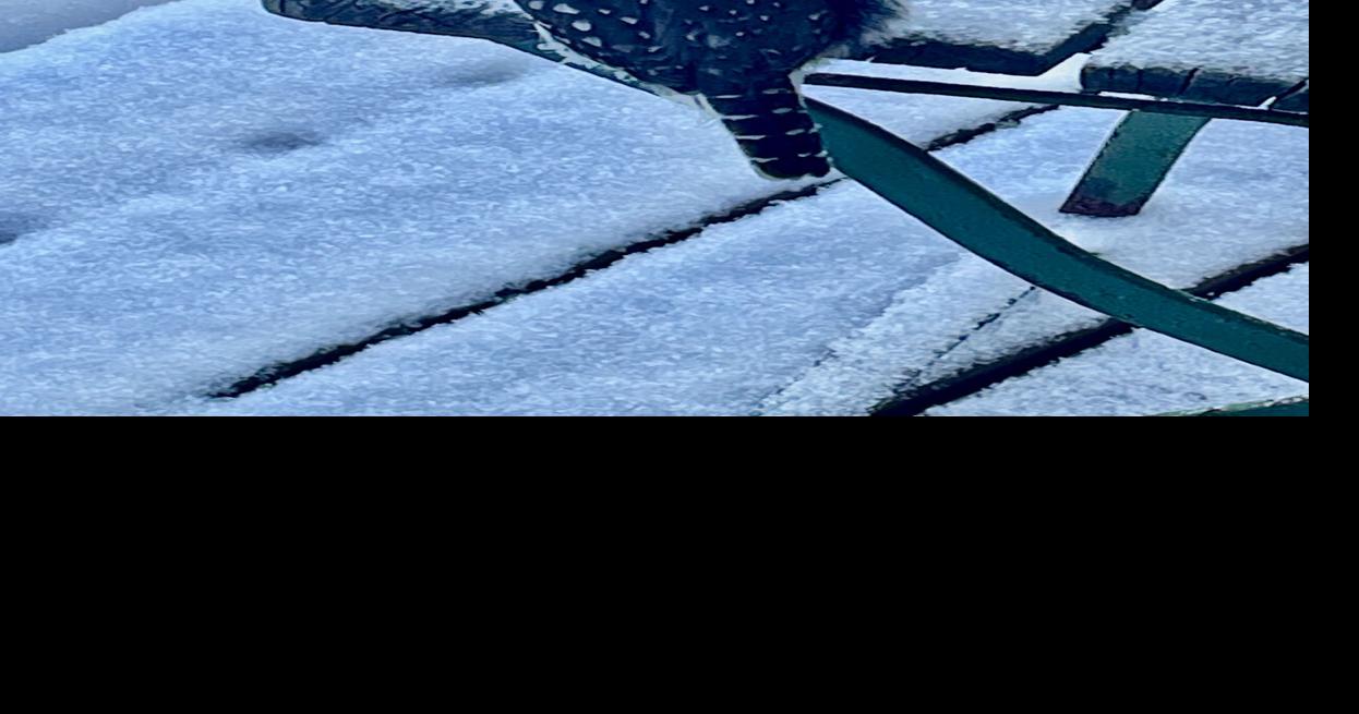 Field Notes | Columnists | jhnewsandguide.com