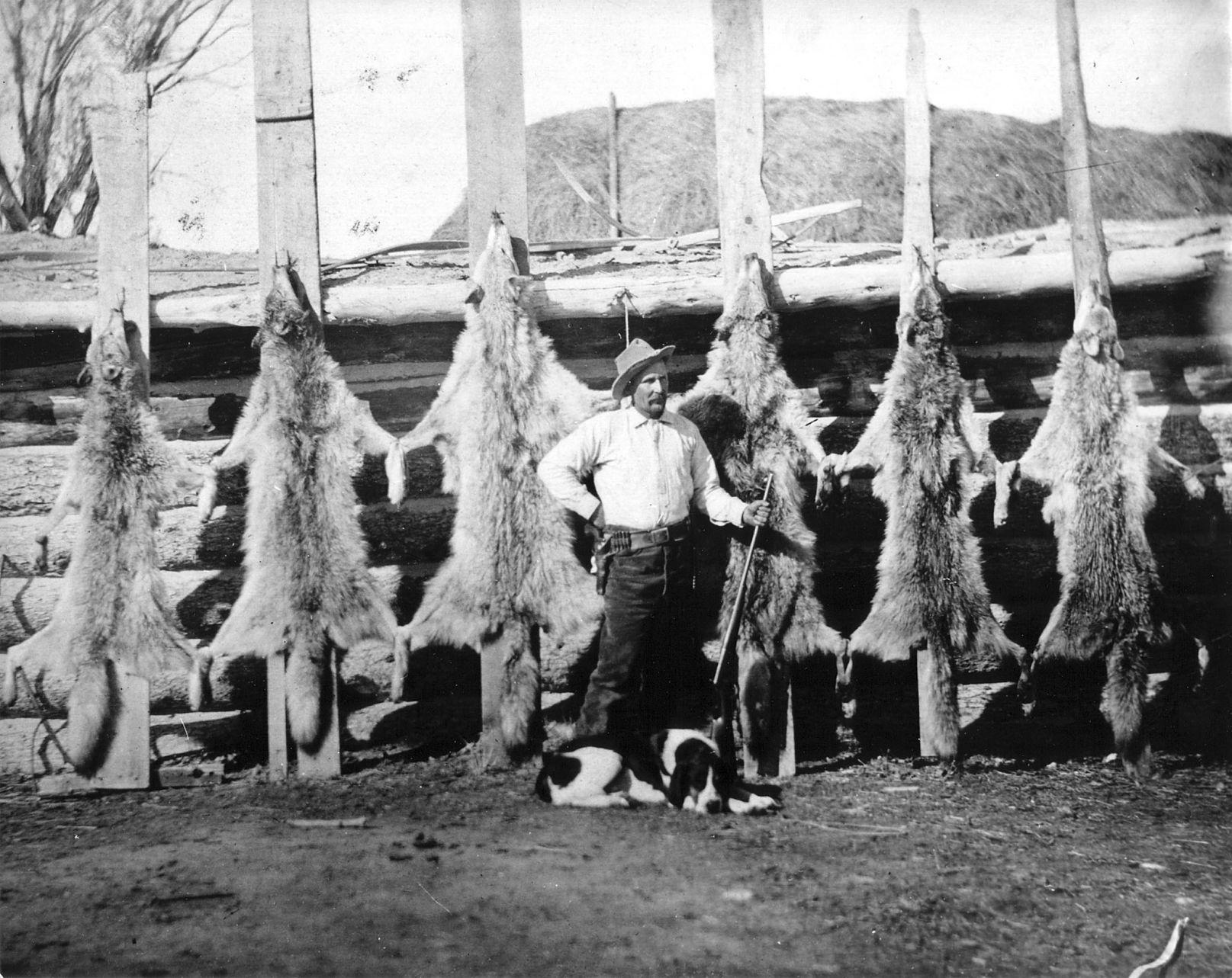 Debunking the Canadian super-wolf | Columnists | jhnewsandguide.com