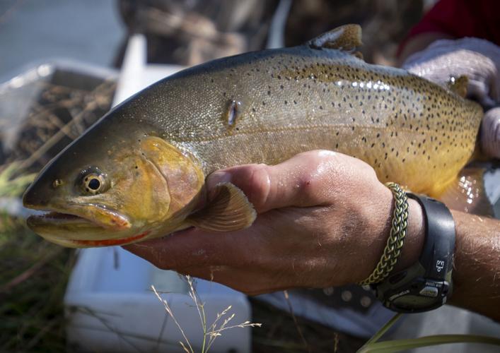 Flat Creek holds 'fat fish' — possibly the thickest ever found in its ...