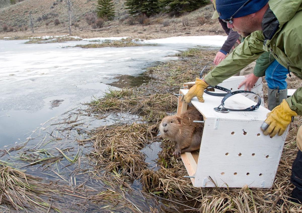 Beavers need protections to keep fish, waterways thriving | Guest Shot ...