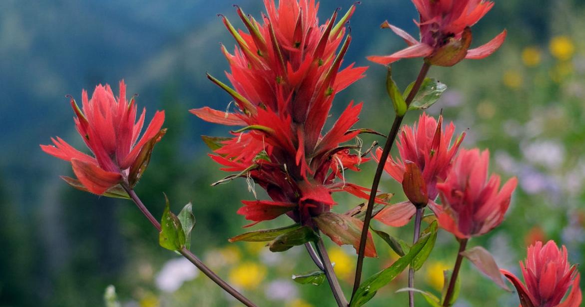 Today in Wyoming History: An artistic flower gets the recognition it ...