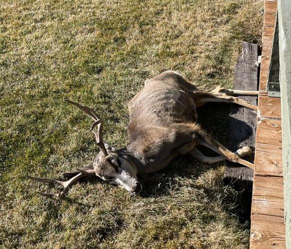 CWD 'study' goes viral, gets debunked | Environmental | jhnewsandguide.com