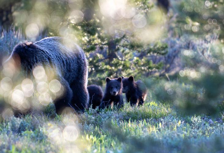 Grizzly 399 is gone. Who will fill the throne? | Environmental ...