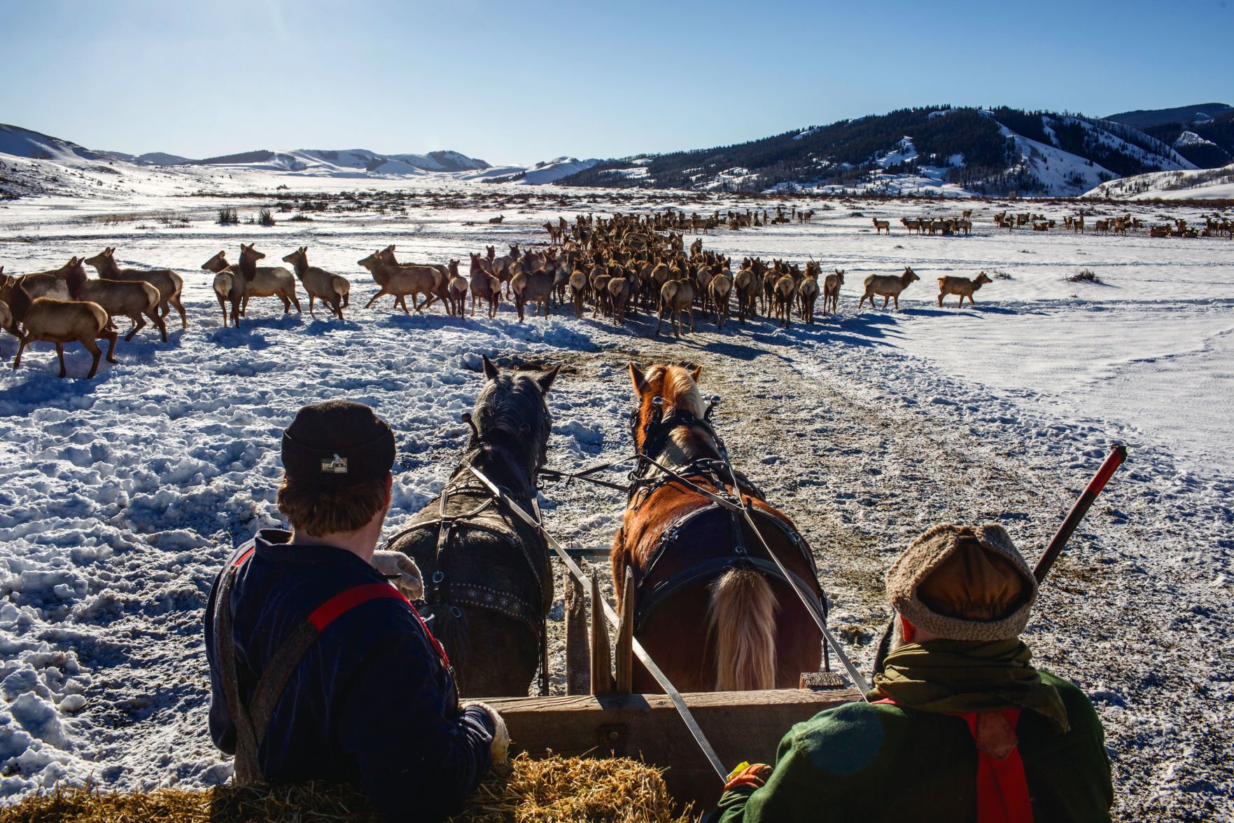 Wyoming wildlife managers nearing completion of plan for feeding ...