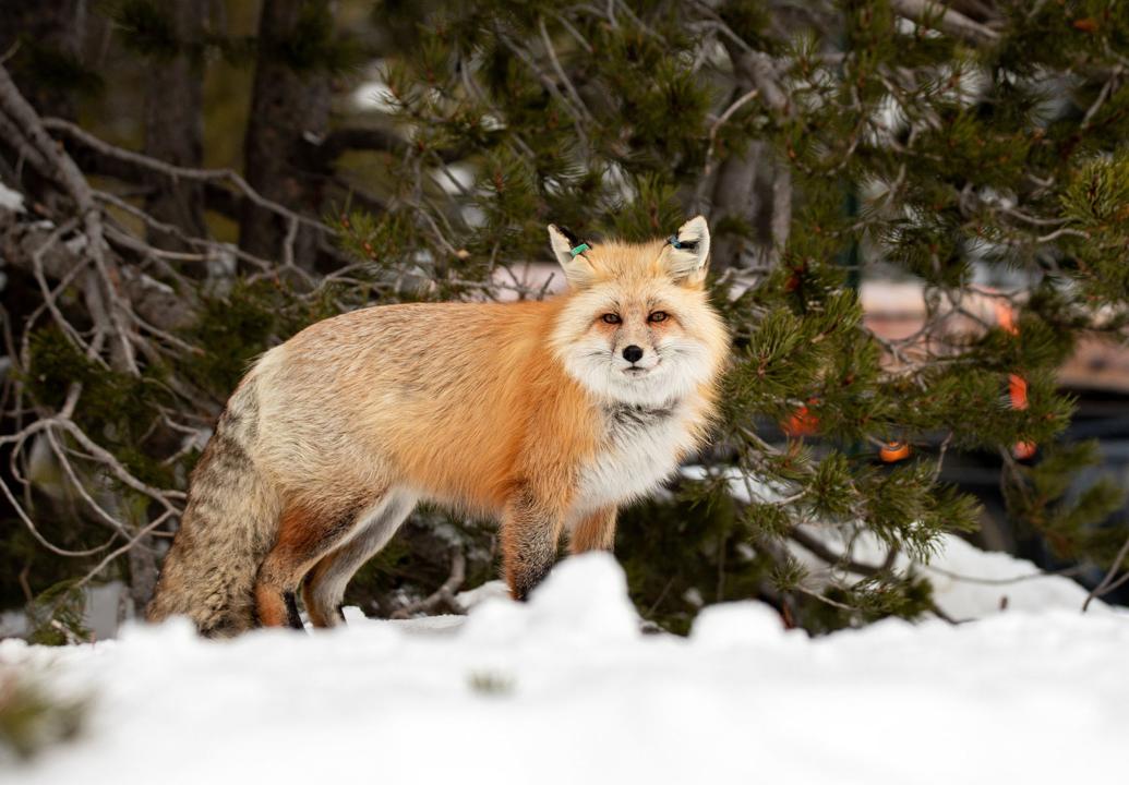 Fed fox caught, euthanized at Colter Bay | Environmental ...