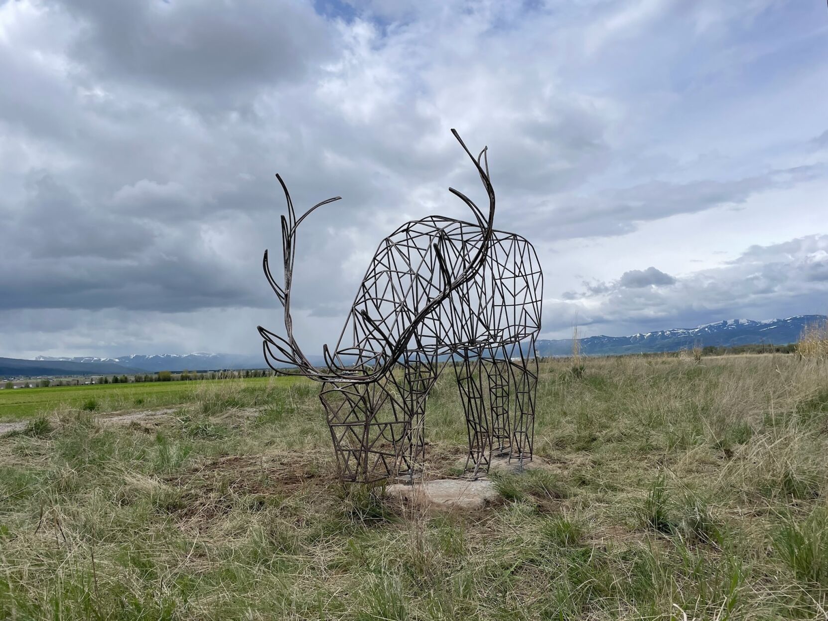 Shoshone-Bannock Buffalo Restoration: Bringing Sacred Animals Back to ...