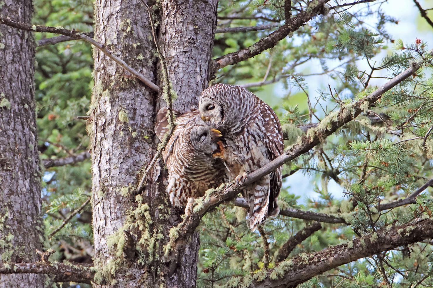 Whooooo said that? A new-to-Wyoming owl species documented by Teton ...