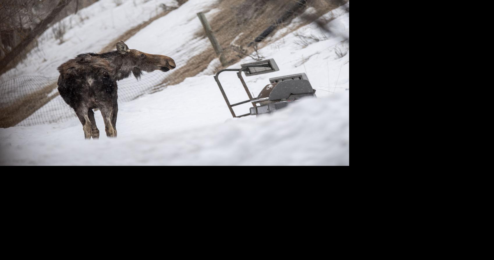 Residential moose | Stand Alone | jhnewsandguide.com