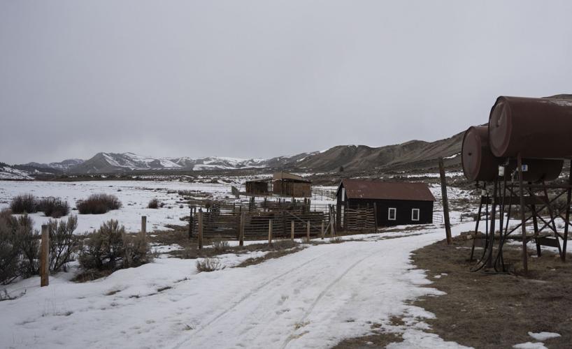 The mysterious, intermittent disappearance of Gros Ventre elk ...