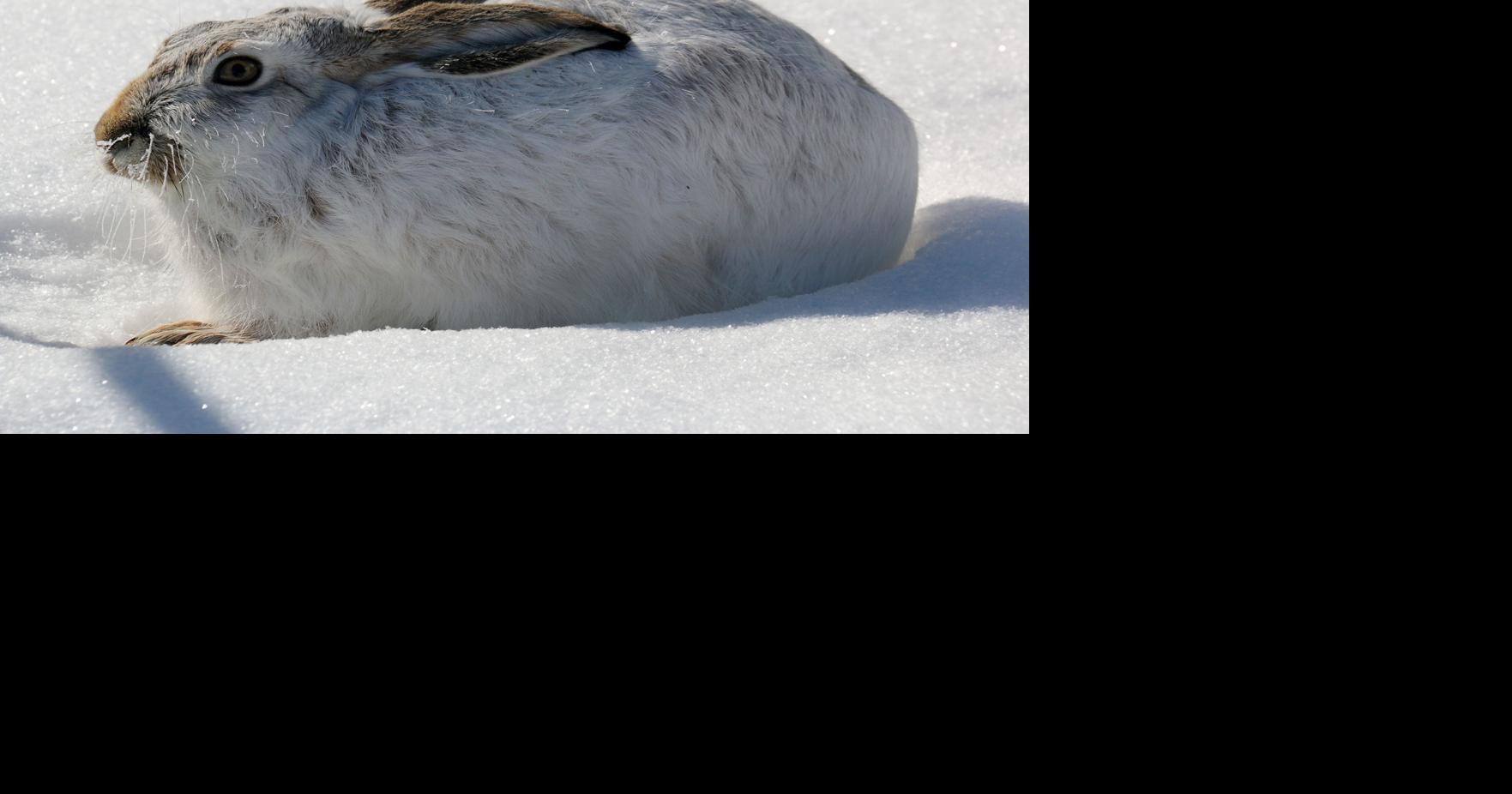 Rare jackrabbit finds a refuge | Environmental | jhnewsandguide.com